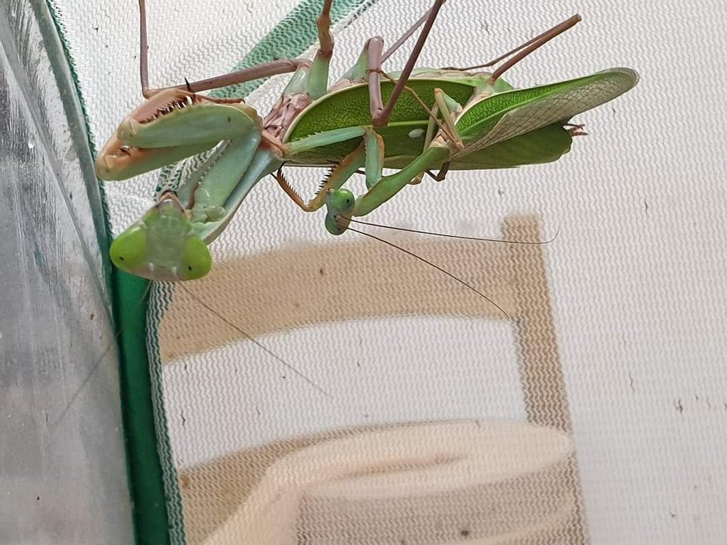 Hierodula sp Papua - Papuan giant mantis - Mantis Mayhem
