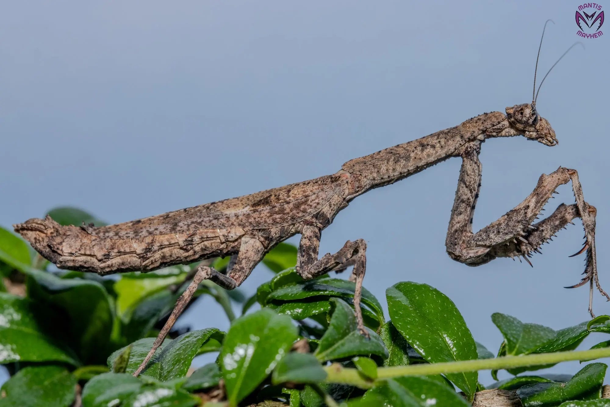 buy praying mantis UK Popa spurca - African twig mantis praying mantis ...