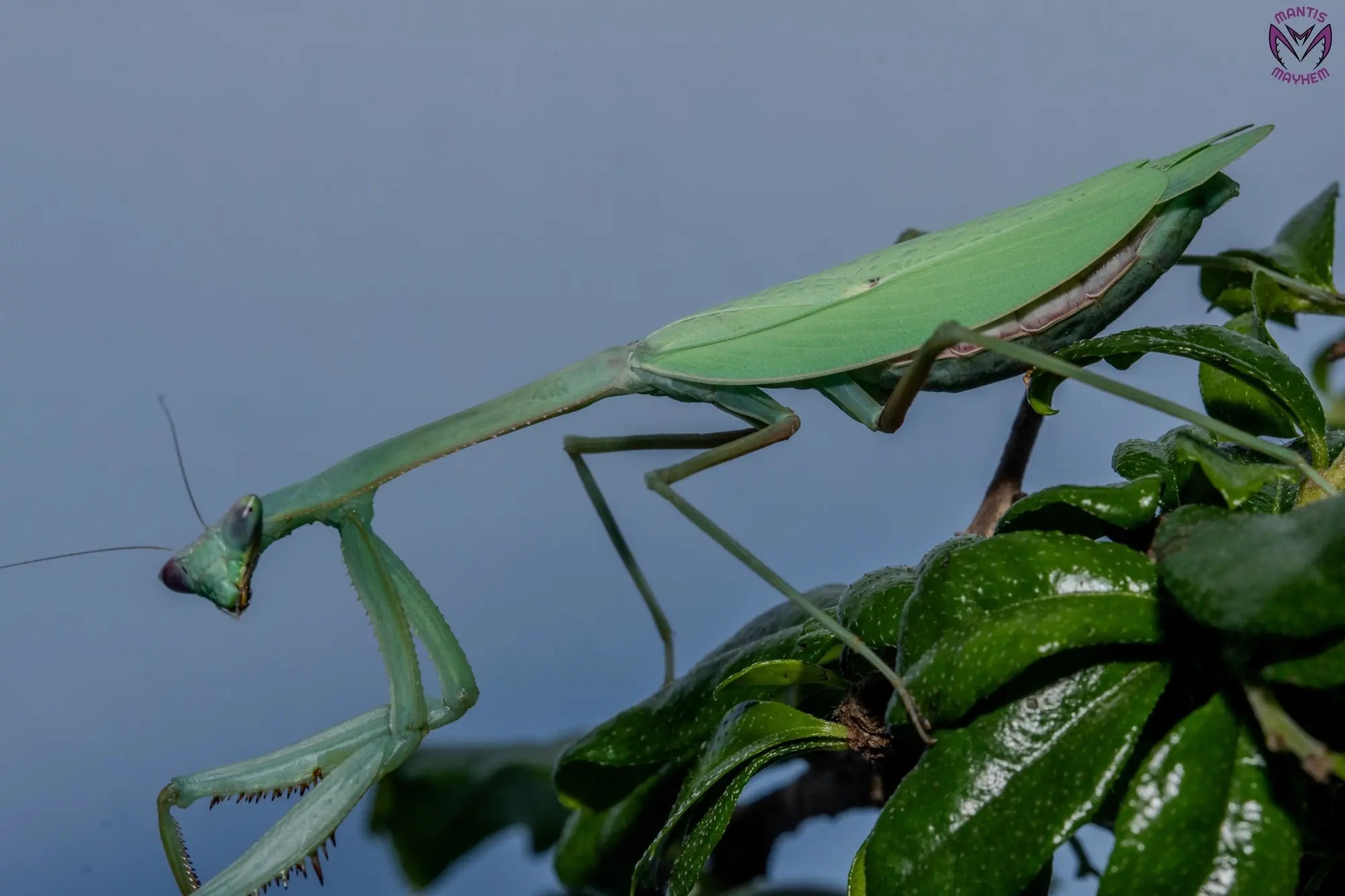Praying Mantis – Page 2 – Mantis Mayhem