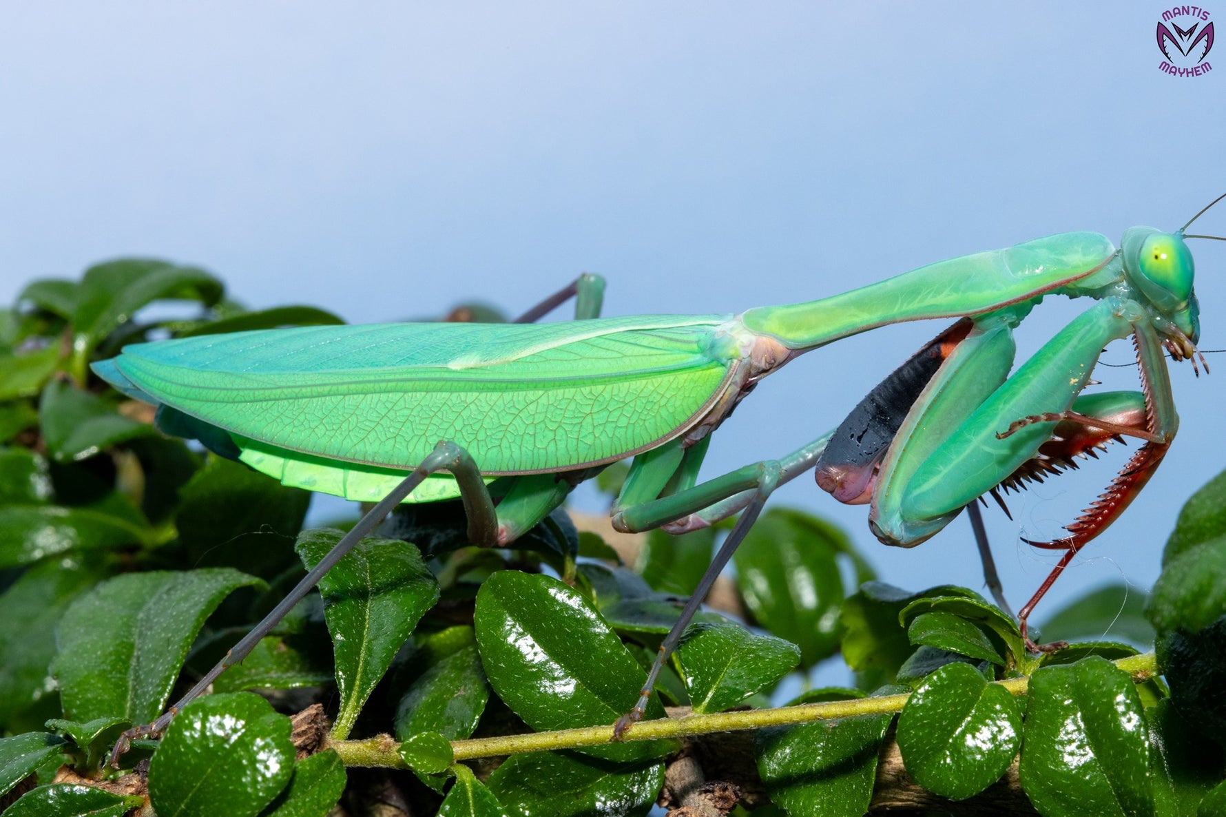 Mantis Mayhem - Pets out of this World