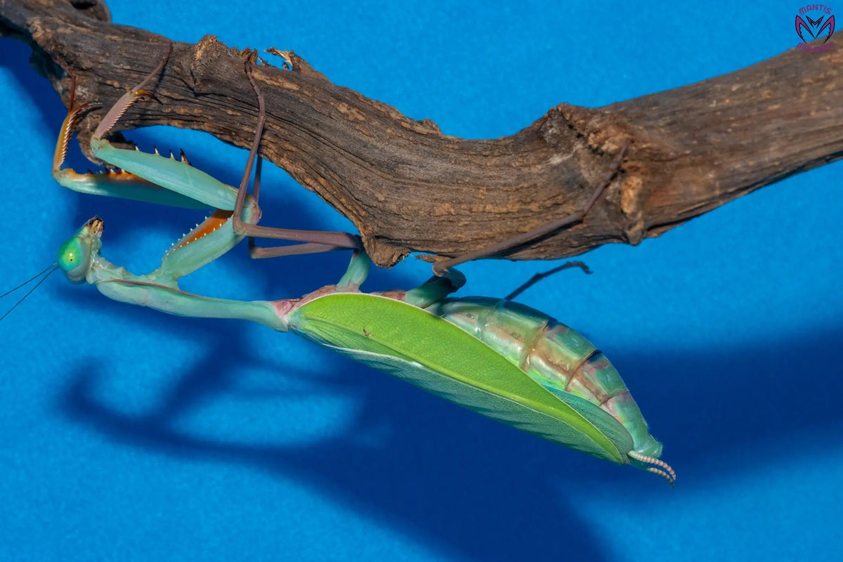 Hierodula sp Papua - Papuan giant mantis - Mantis Mayhem