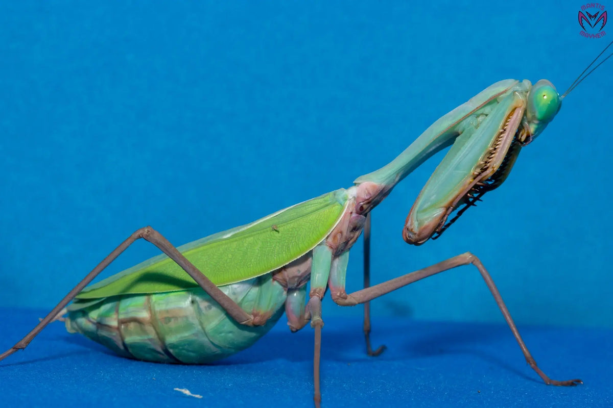 Hierodula sp Papua - Papuan giant mantis – Mantis Mayhem