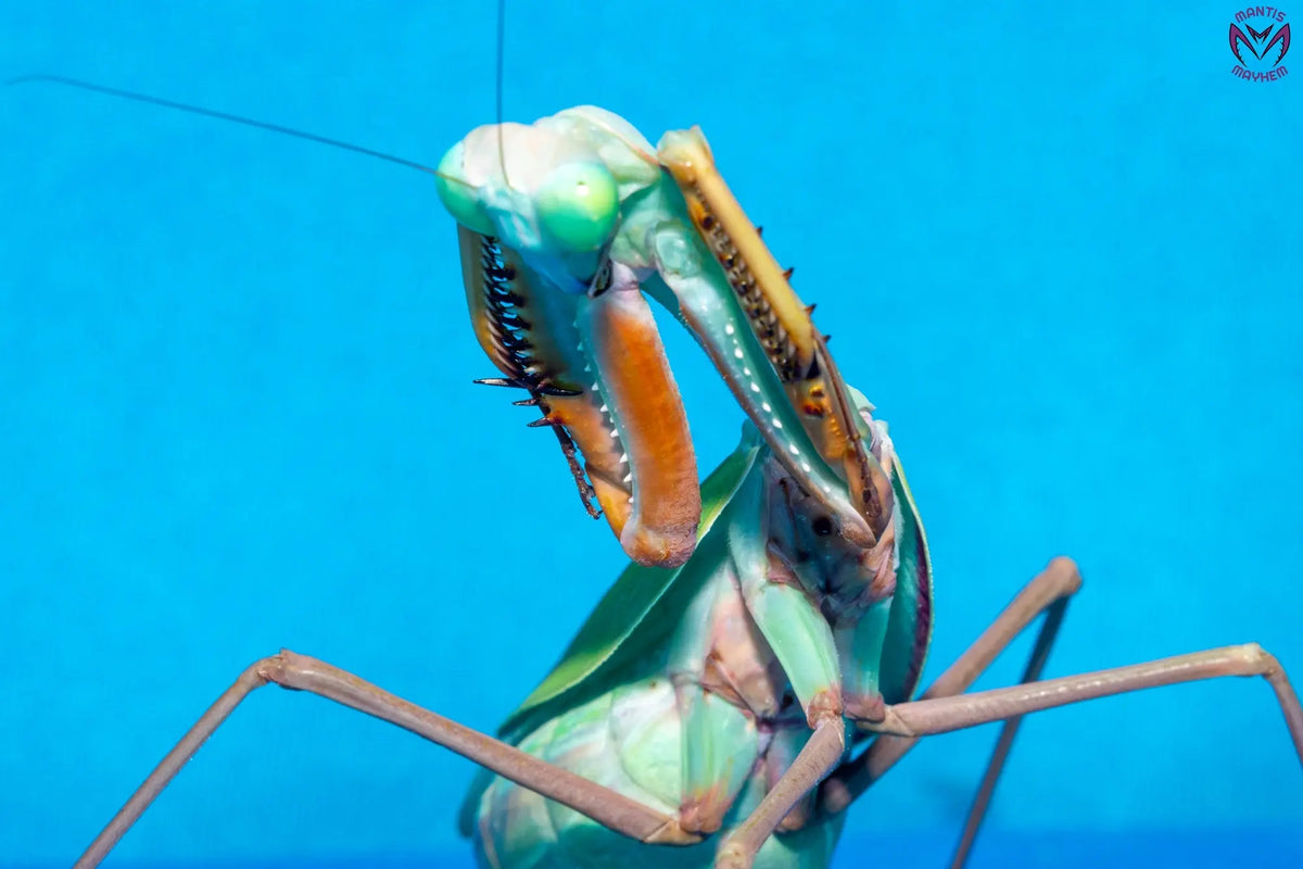 Hierodula sp Papua - Papuan giant mantis - Mantis Mayhem