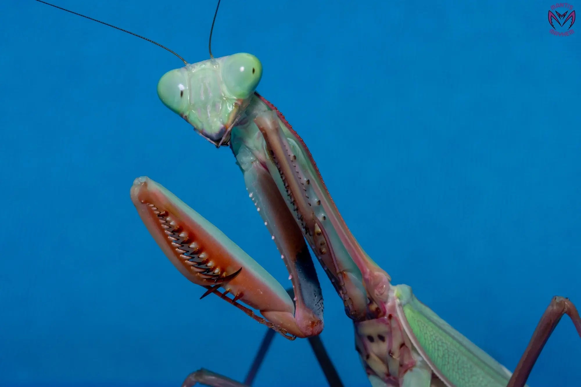 Hierodula obtusata - Giant Indonesian Mantis - Mantis Mayhem