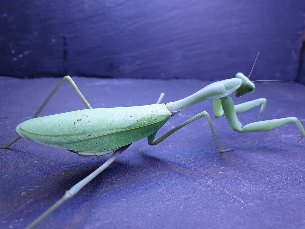 Hierodula membranacea - Giant Asian – Mantis Mayhem