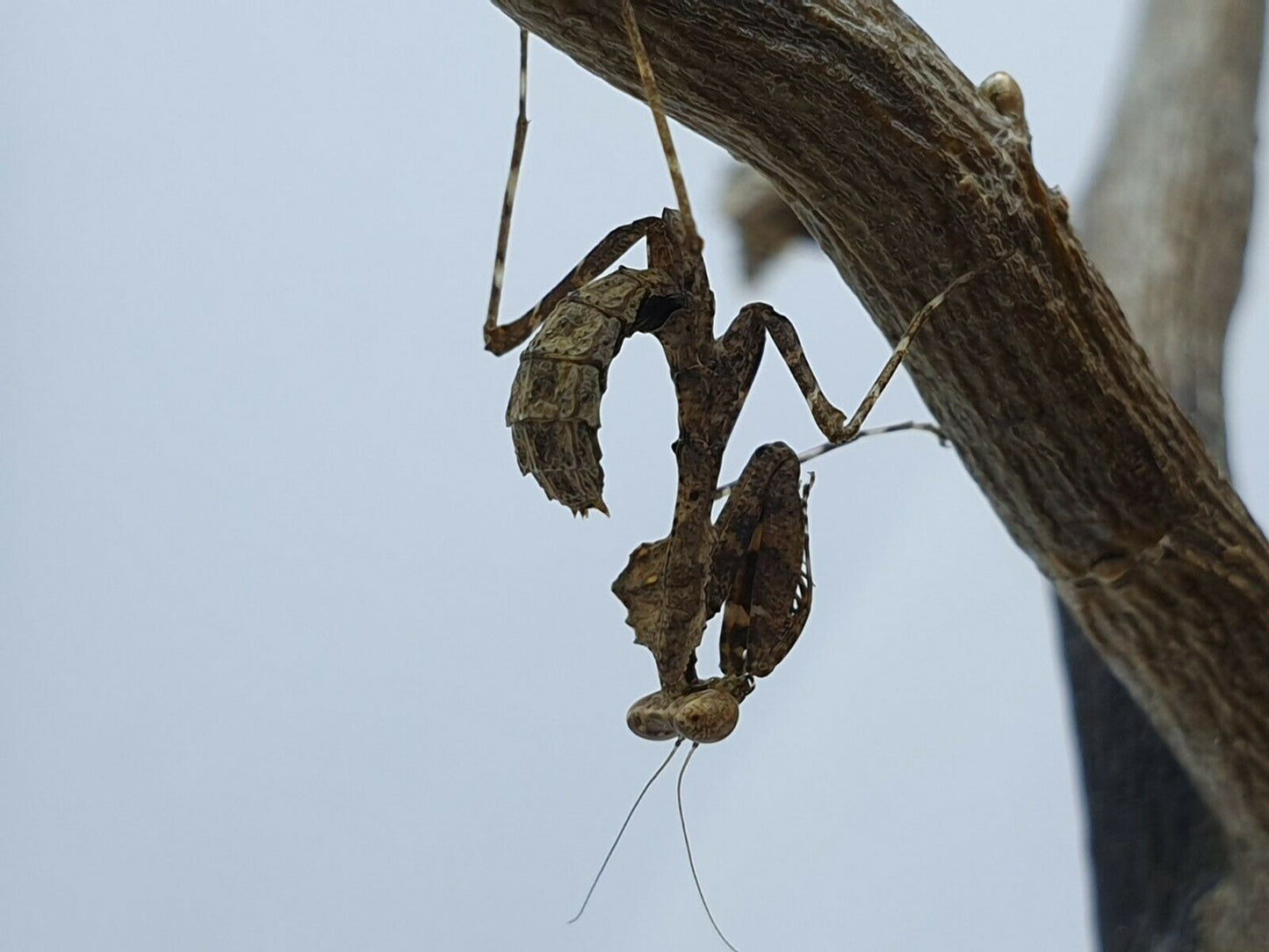 buy praying mantis UK Deroplatys desiccata - Giant dead leaf mantis praying mantis nymphs for ...