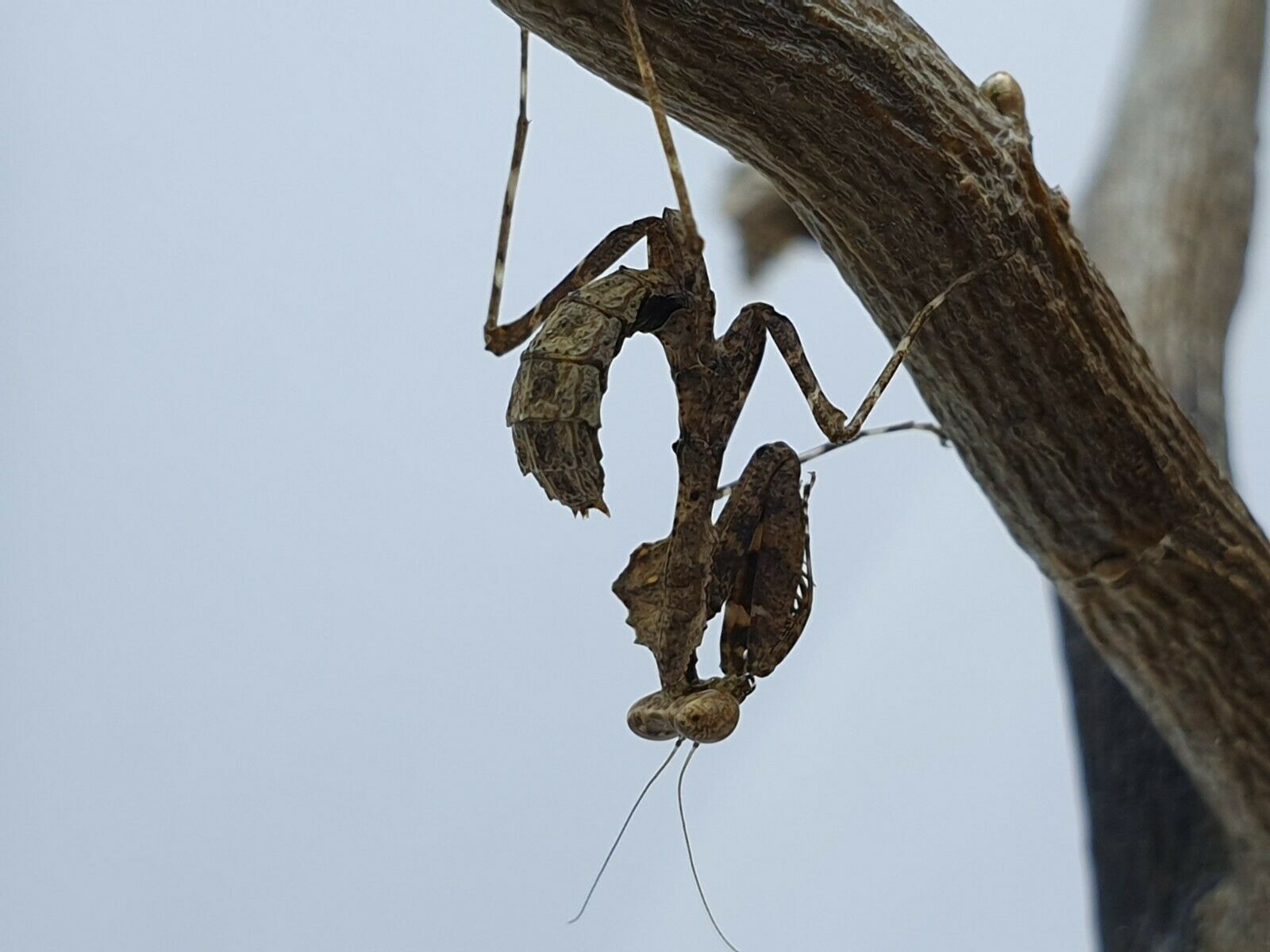 buy praying mantis UK Deroplatys desiccata - Giant dead leaf mantis ...
